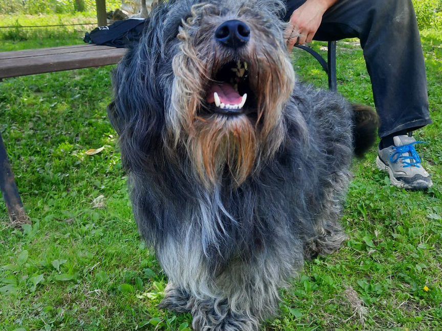 Метис болонки в добрые руки