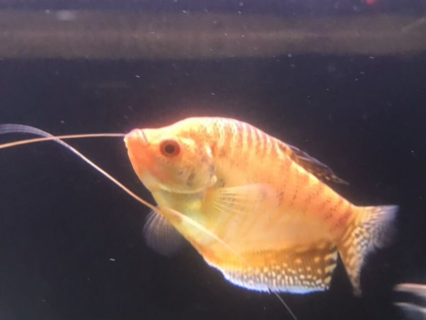 Медовый гурами