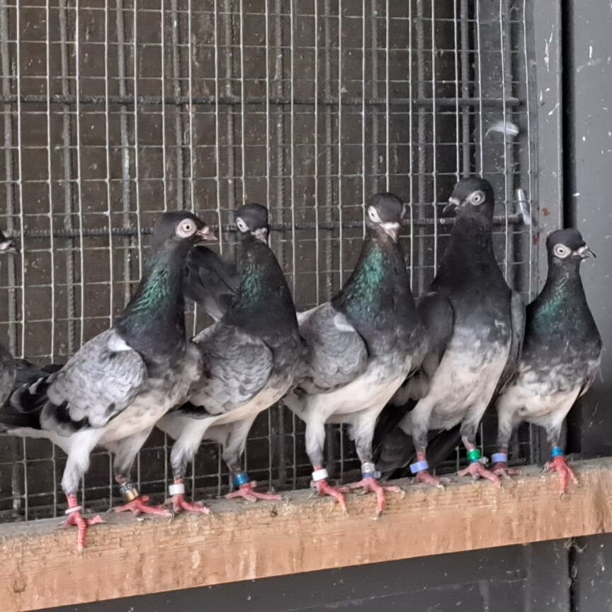 Голуби дереши