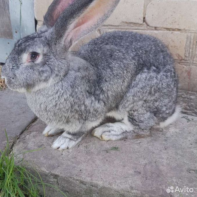 Кролики фландр