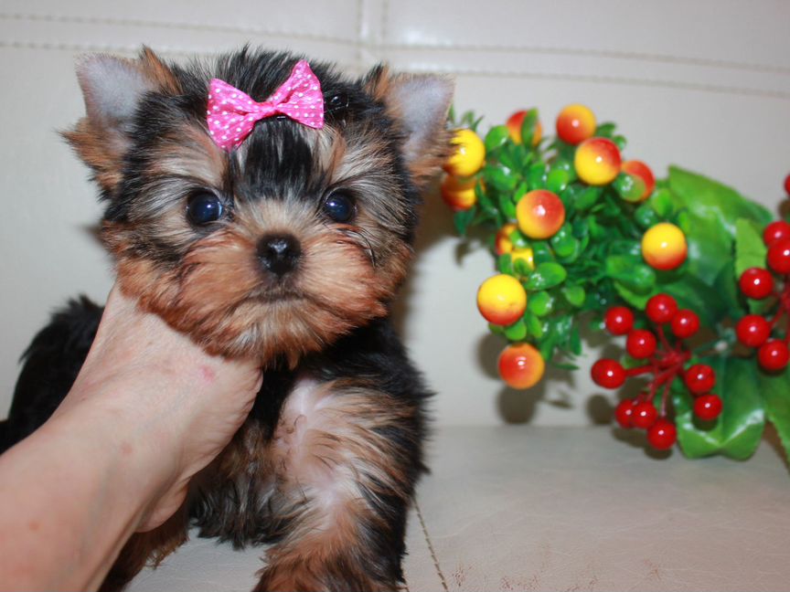 Очень красивая стандартная девочка 2,5 мес.с докум