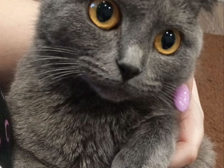 Британская кошка