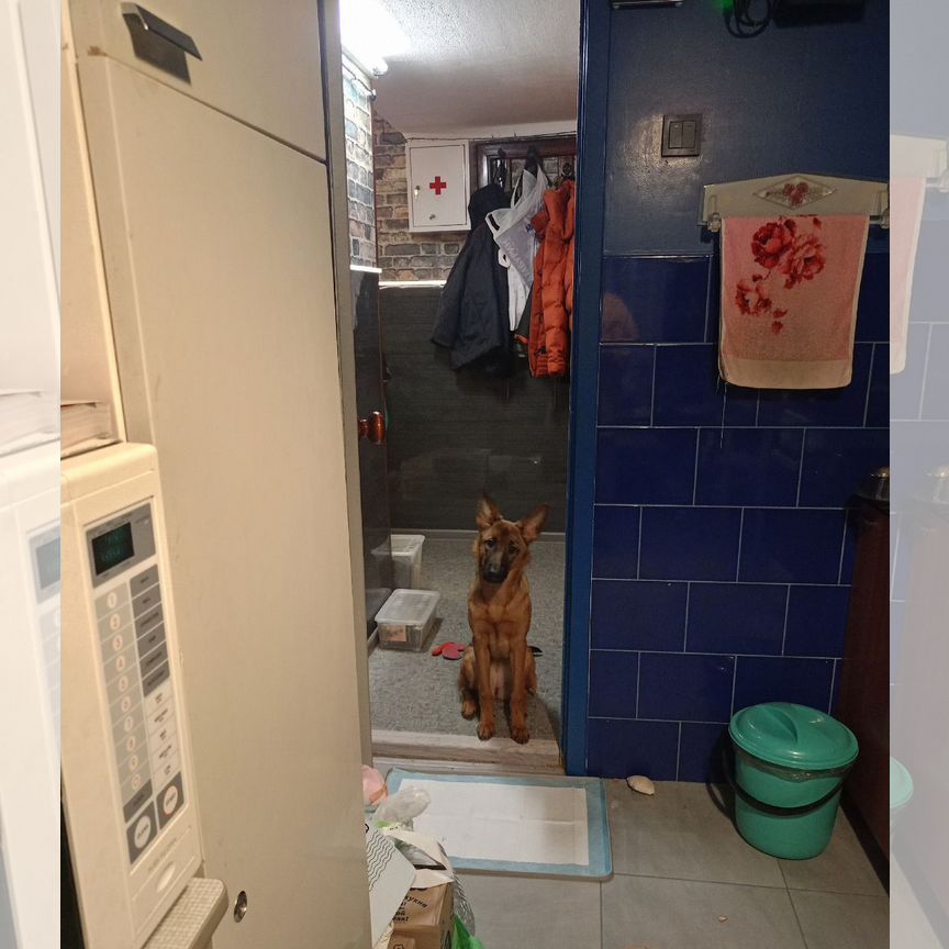 Немецкая овчарка, щенок