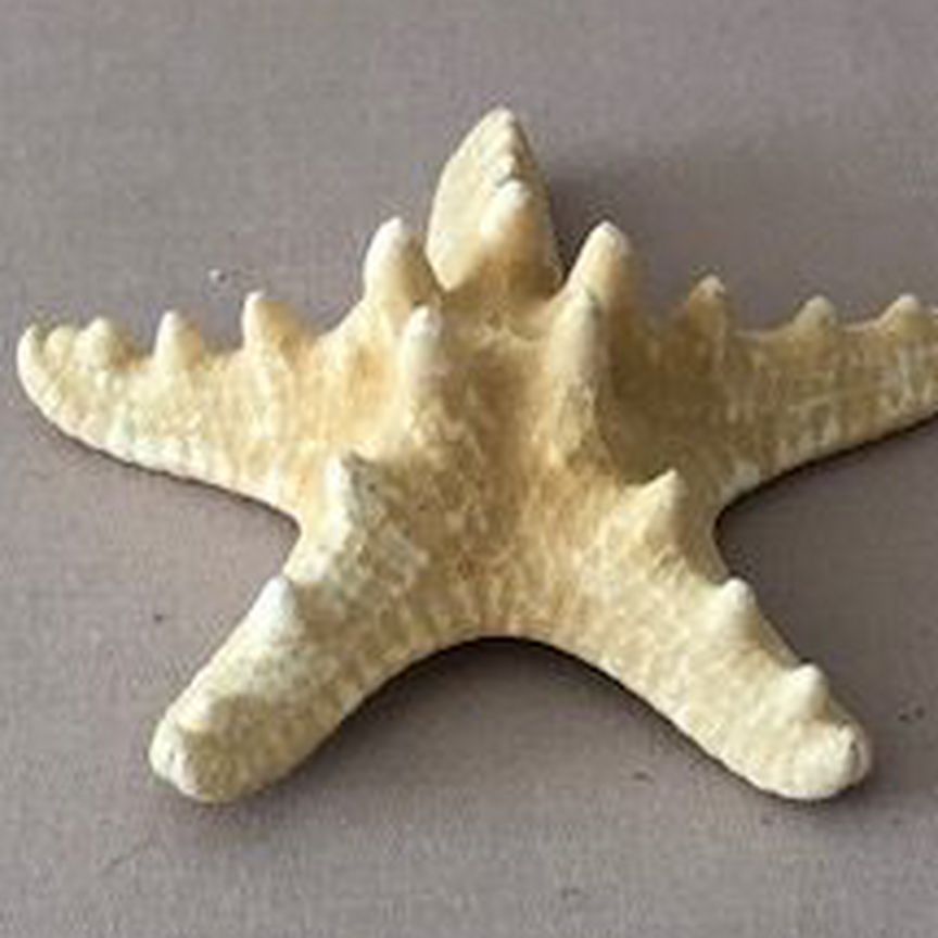 Морская звезда в аквариум в коллекцию Декор