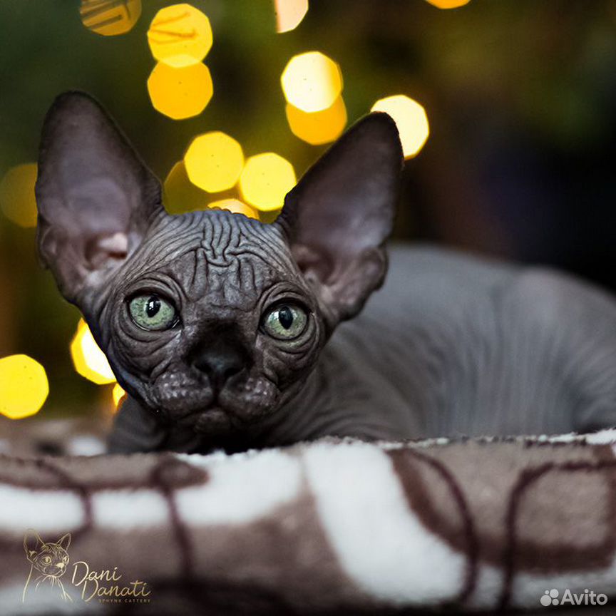 Малыш Черный Сфинкс - маленький Гремлин