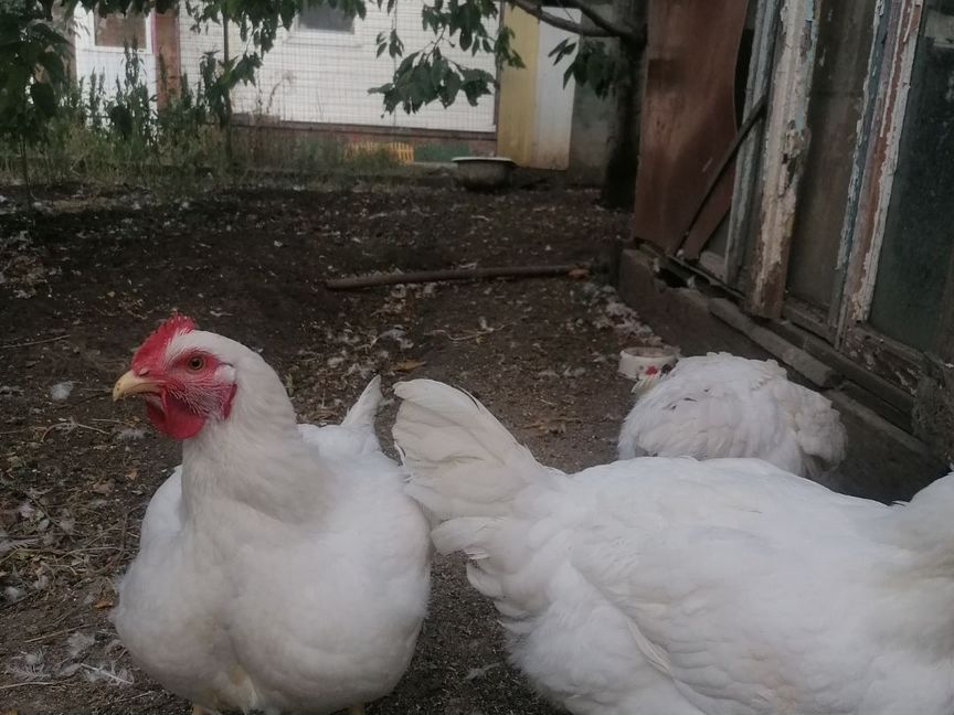 Цыплята бролеры Росс 308 вывод 5-7 марта