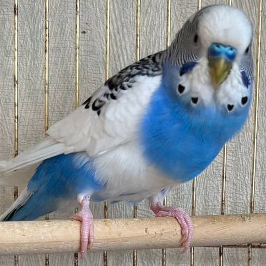 Волнистый попугай. Самец