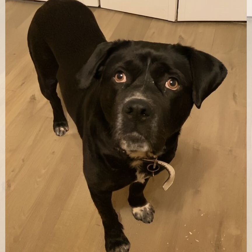 Кане-корсо, взрослая собака