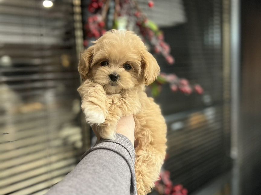 Мальтипу f1 mini