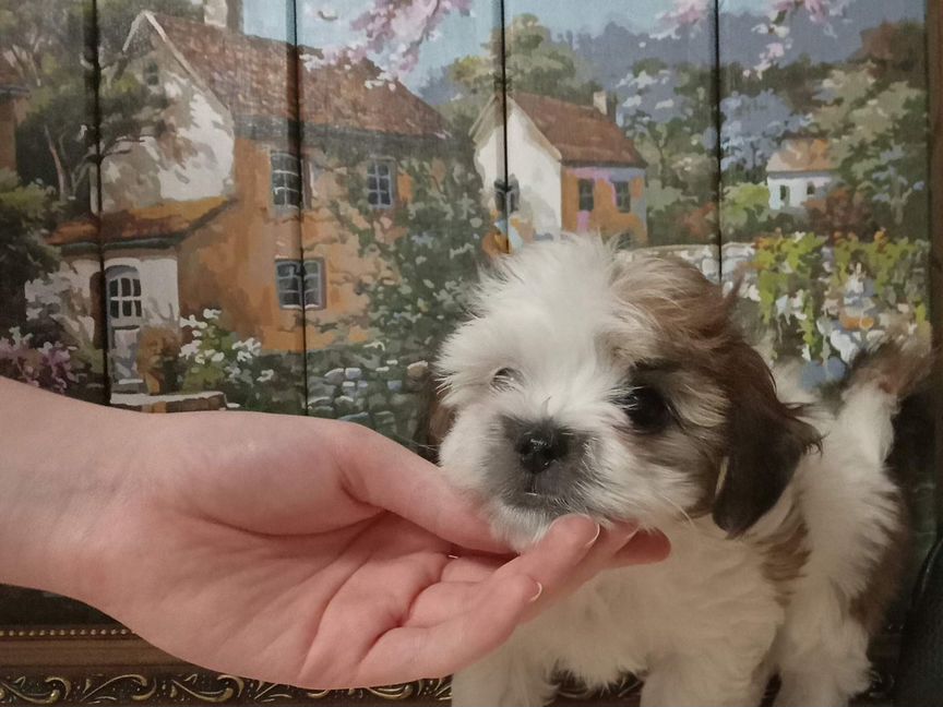 Мальтипу редкий окрас