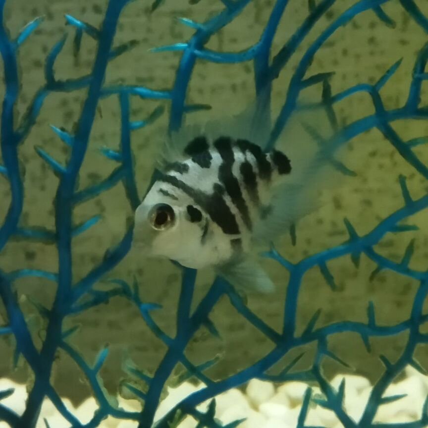 Рыба попугай