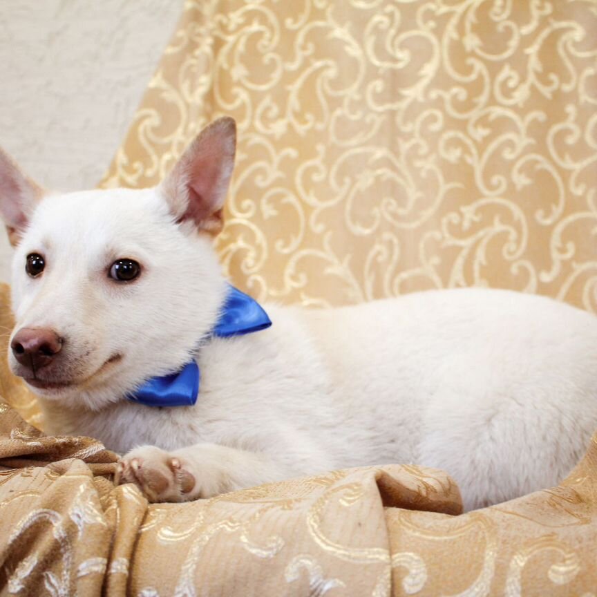 Щенок в добрые руки бесплатно коротколапый