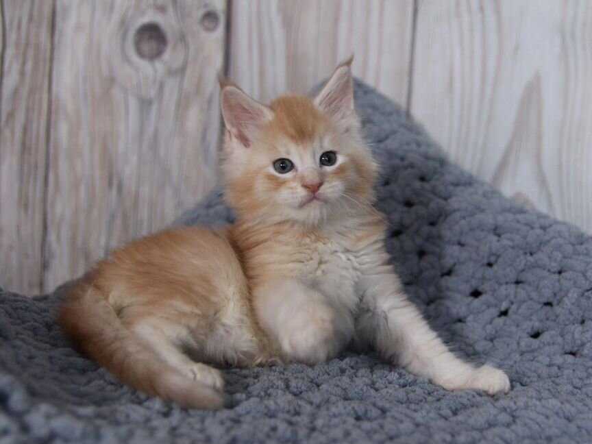 Котик Мейн Кун