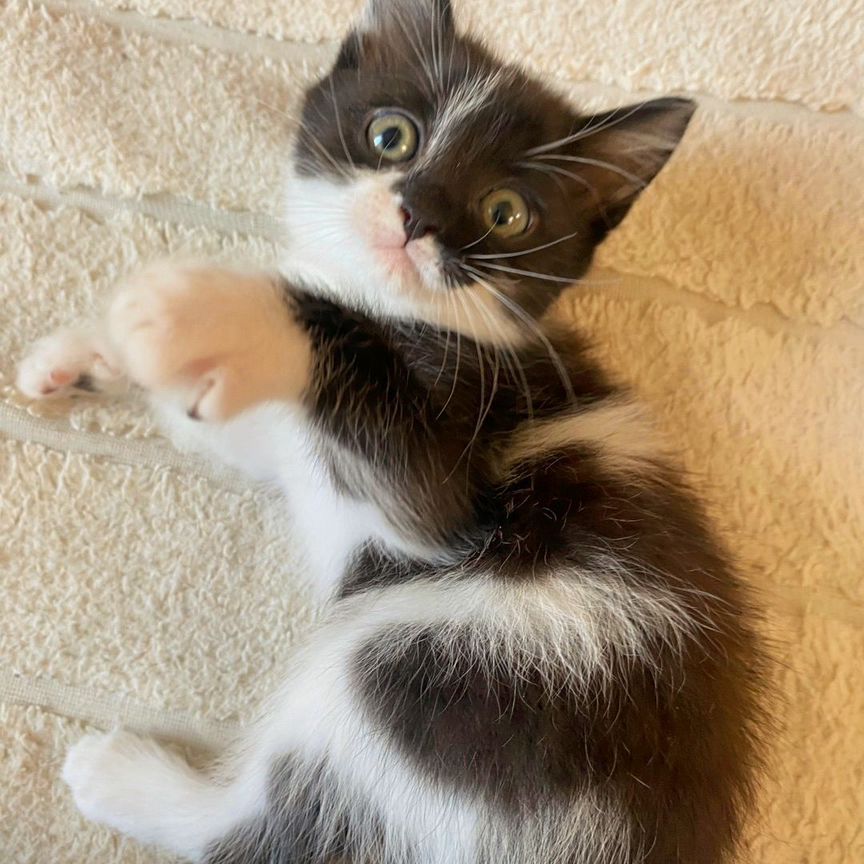 Котята