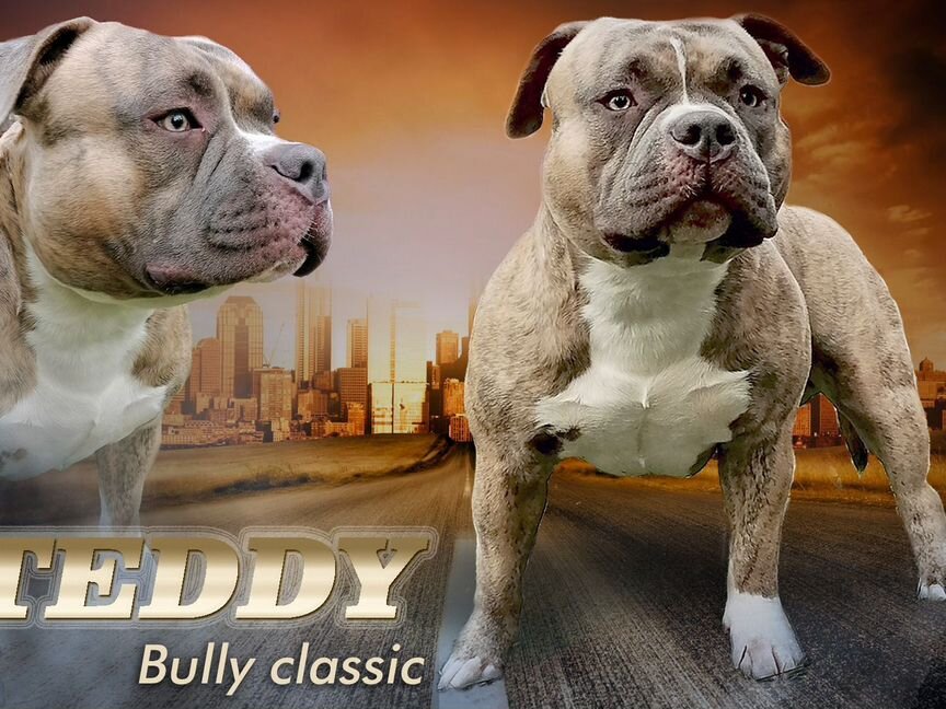 Американский булли вязка classic