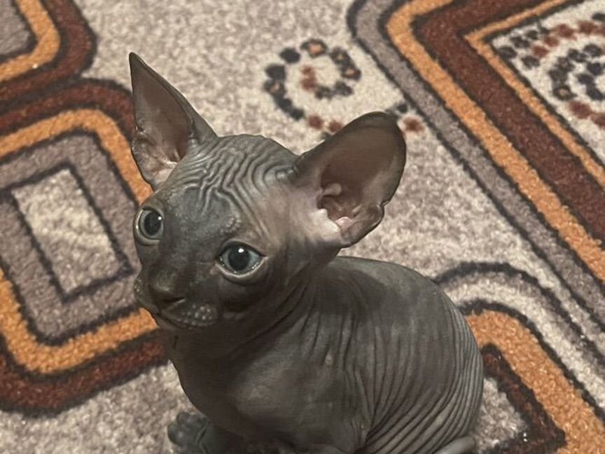 Канадский сфинкс котенок