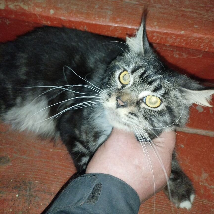 Мейн-кун котёнок