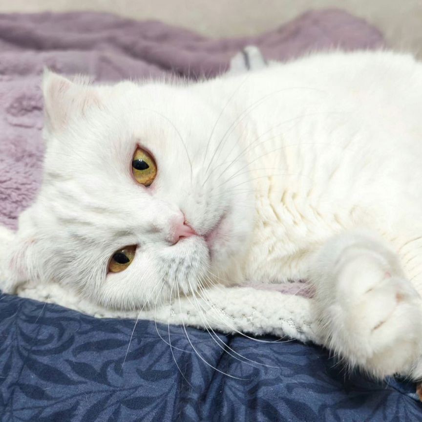 Шотландская вислоухая короткошёрстная кошка, взрослая