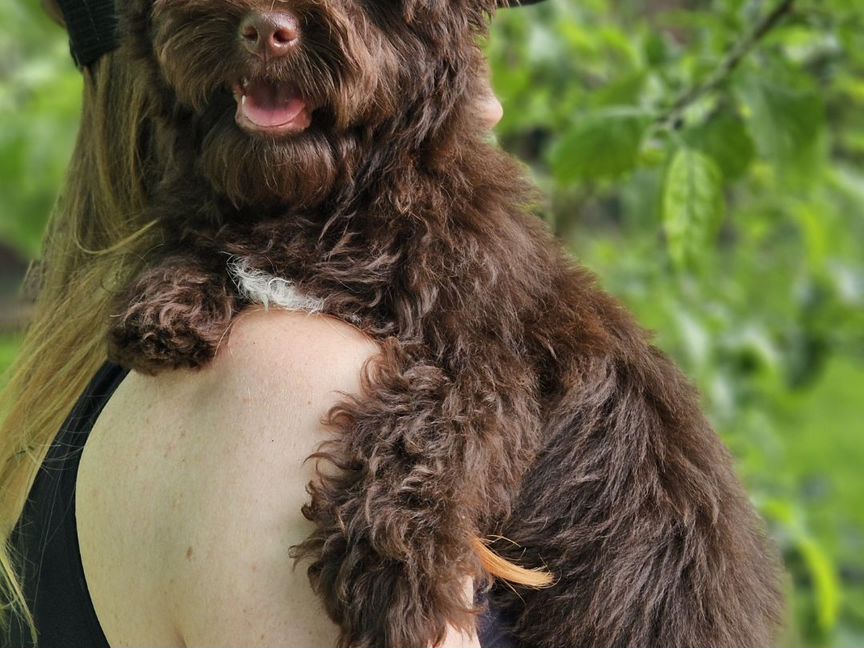 Шоколадный йорк