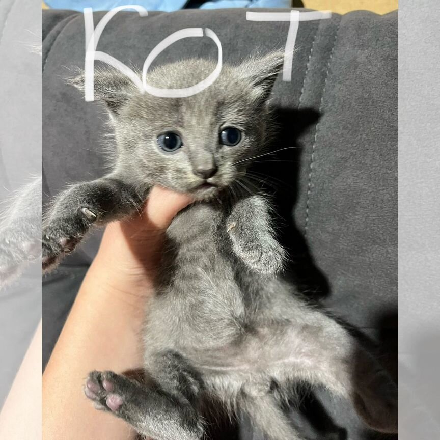 Шотландские прямоухие котята