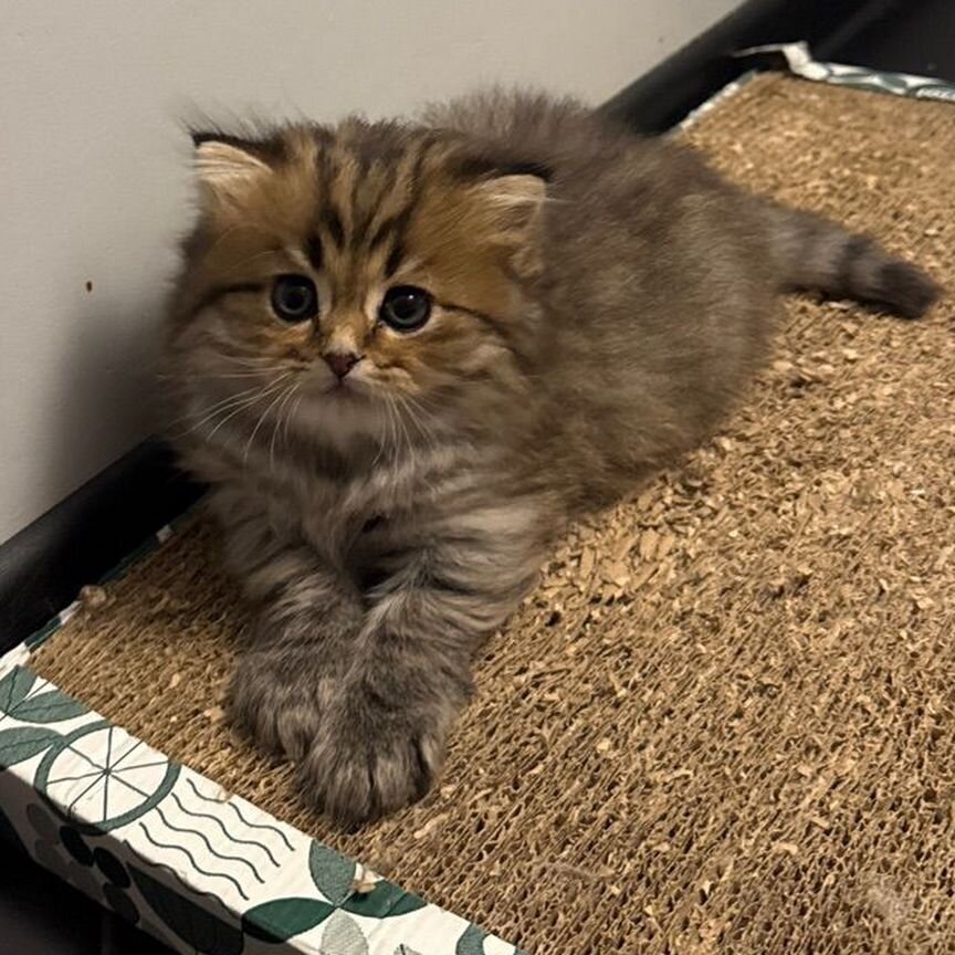 Шотландский прямоухий длинношёрстный котёнок