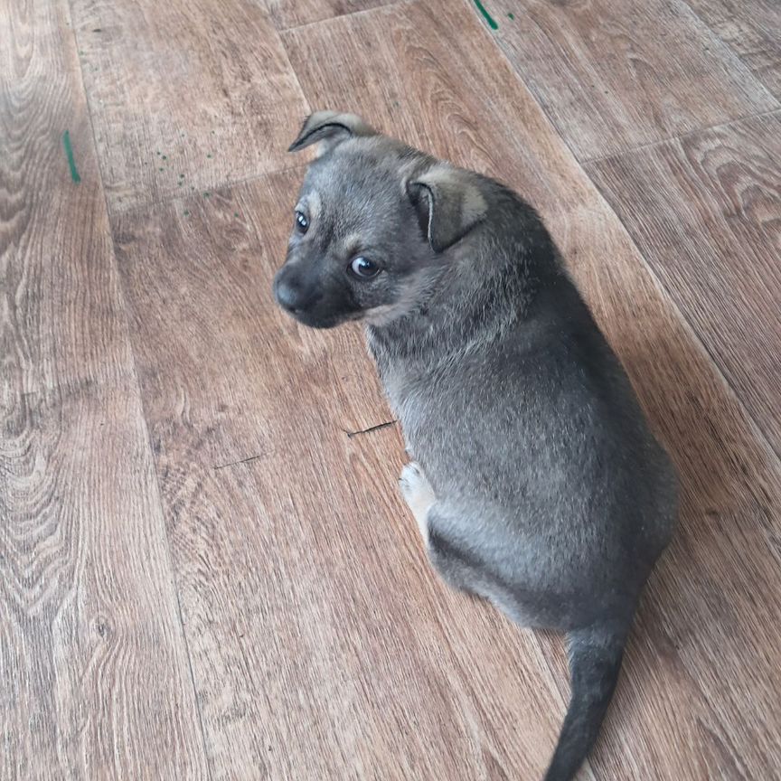 Отдам кутенка