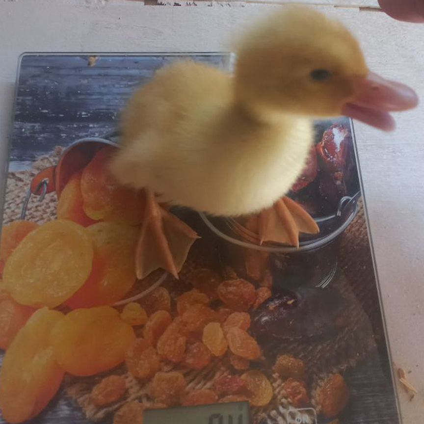 Агидель утка