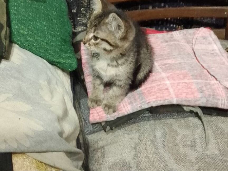 Котята в добрые руки