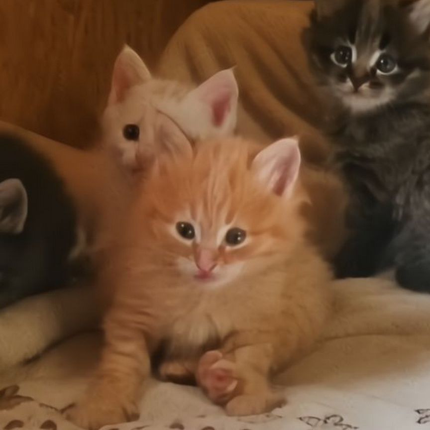 Котёнок от частного владельца