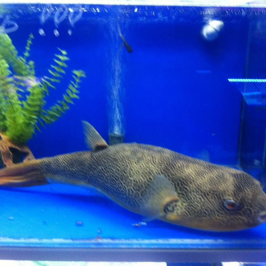 Тетрадон мбу