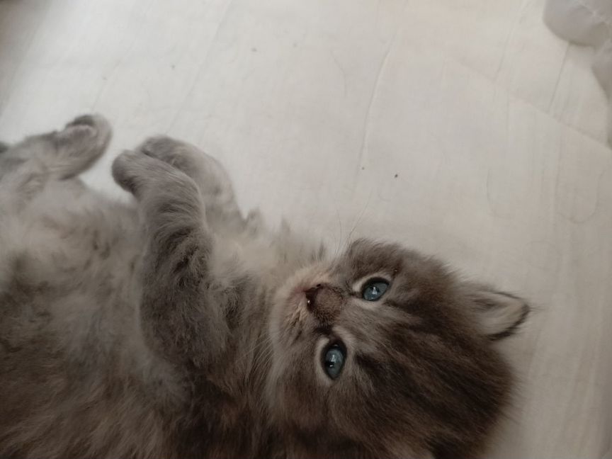 Кошка в дар бесплатно