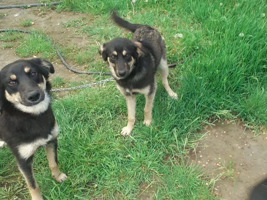 Срочное пристройство двух собачек