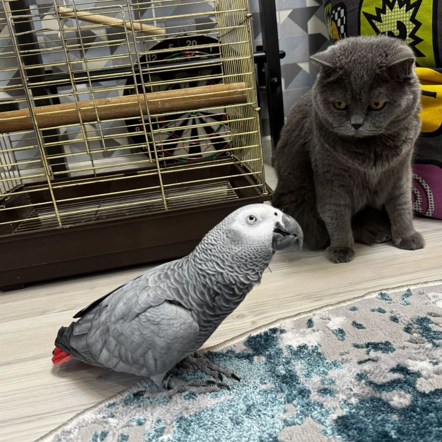 Попугай говорящий