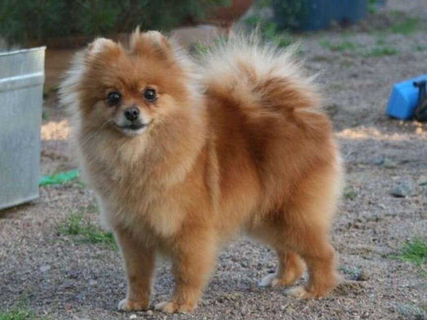 Шпиц рыжая девочка