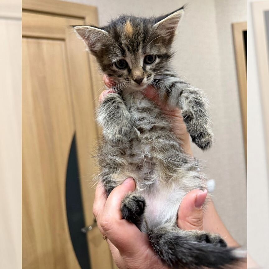 Котёнок от частного владельца