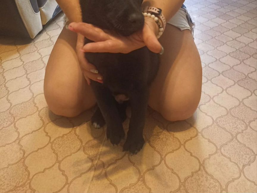 Собака в добрые руки