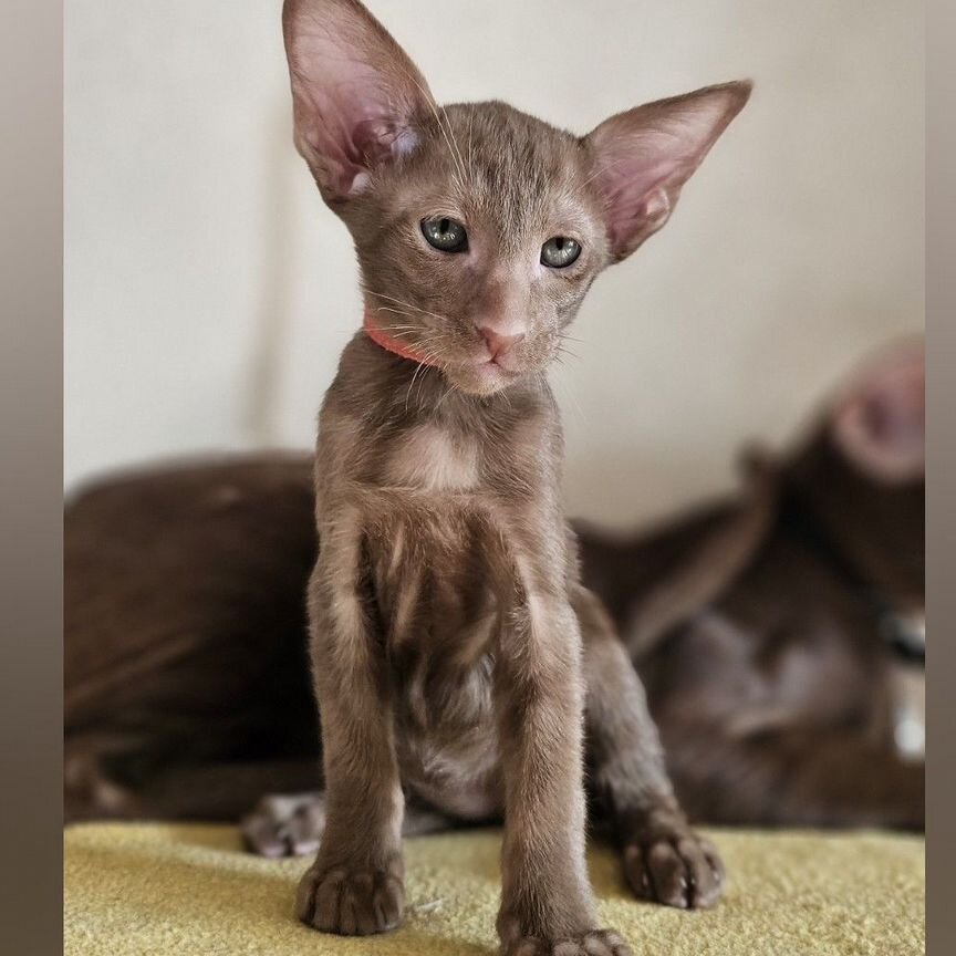 Ориентальный котёнок