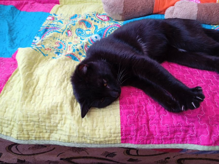 Котёнок, мальчик