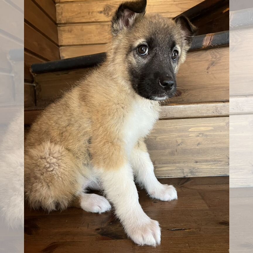 Щенок в добрые руки