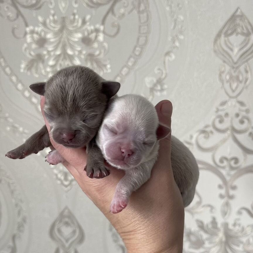 Шикарная Девочка чихуахуа кобби Лиловая