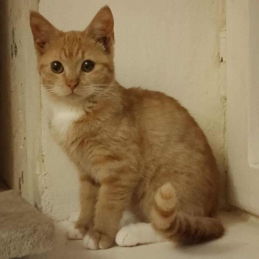 Рыжий котенок- девочка в добрые ручки
