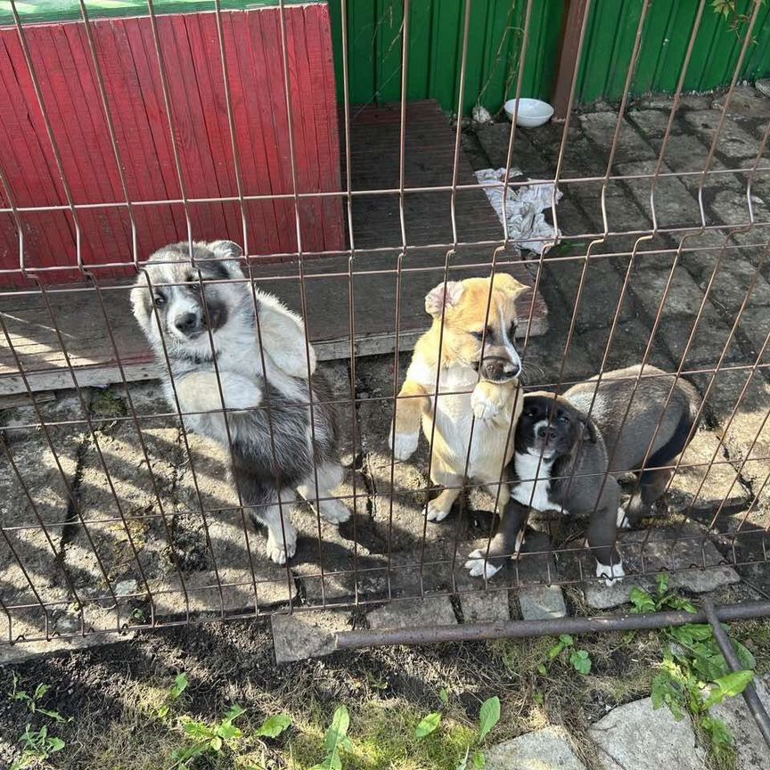 Отдам в добрые руки