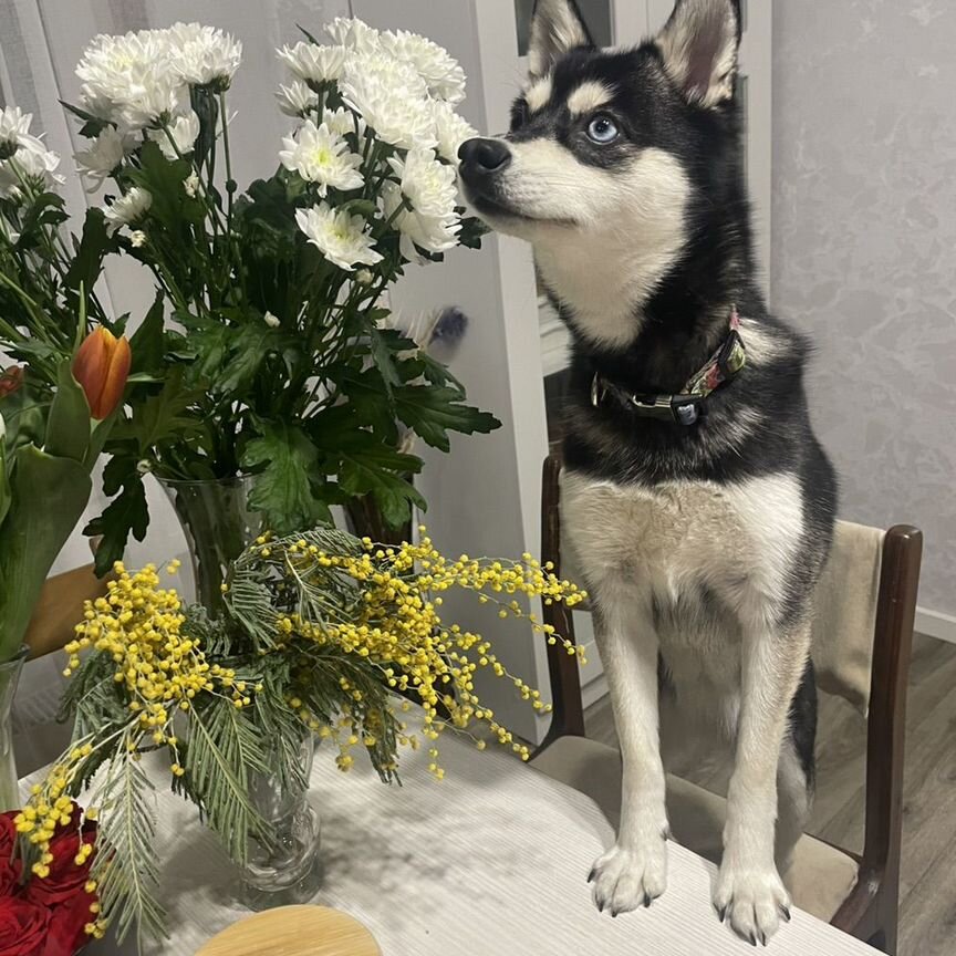 Аляскинский кли-кай, щенок