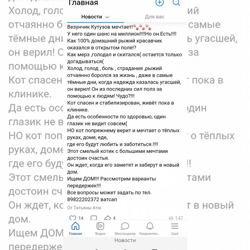 Рыжий полосатый