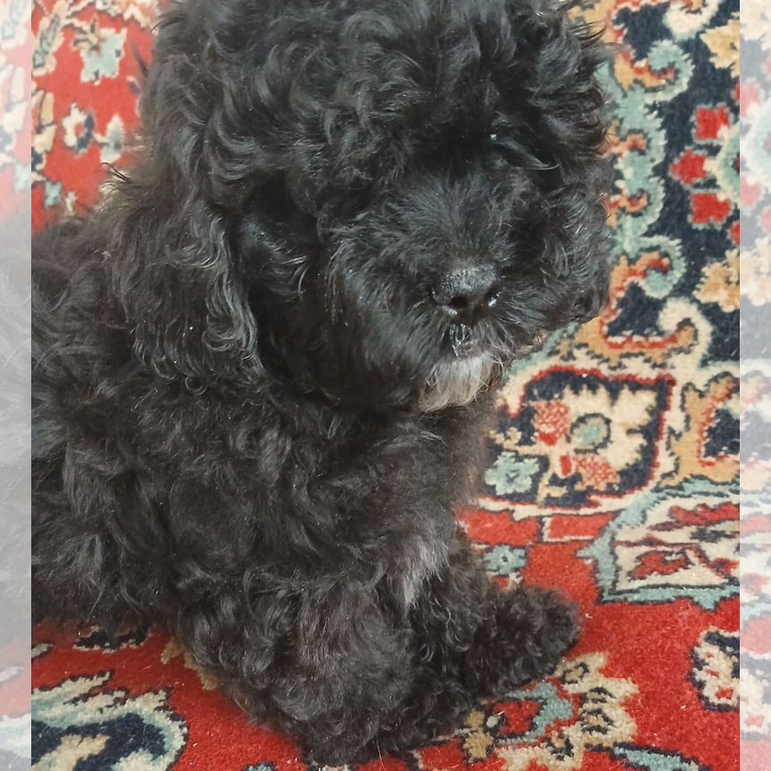 Пудель, щенок