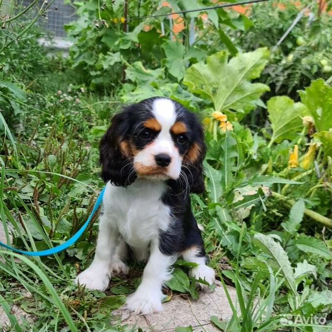 Кавалер Кинг Чарльз спаниель красотка