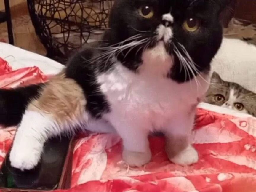 Экзотическая короткошерстная девочка