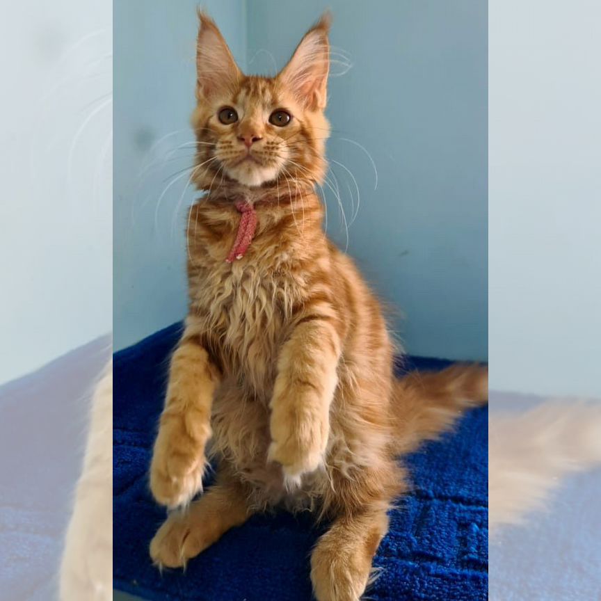 Котёнок породы Мейн-кун MCO female Imperija