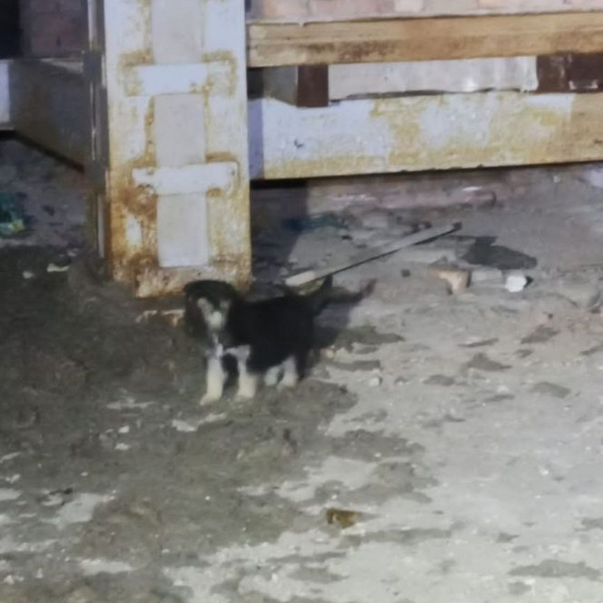 Щенки бездомные