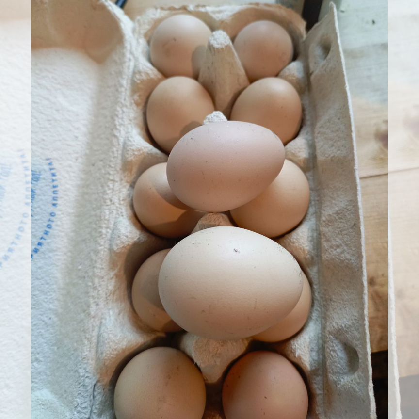 Инкубационное яйцо шамо